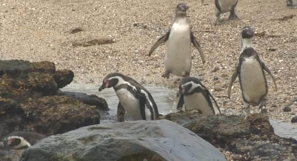 The Pittsburgh Penguins Mascots: From Pete to Iceburgh